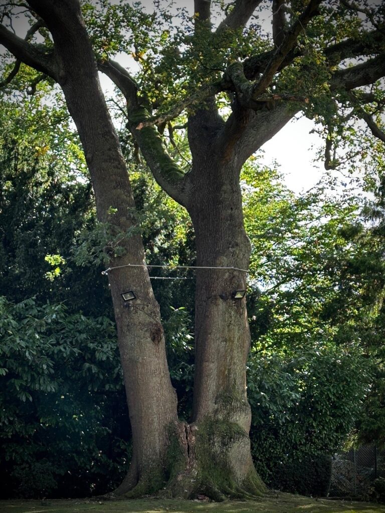 Tree Support Systems - Cable Bracing, Rod Bracing and Tree Props ...