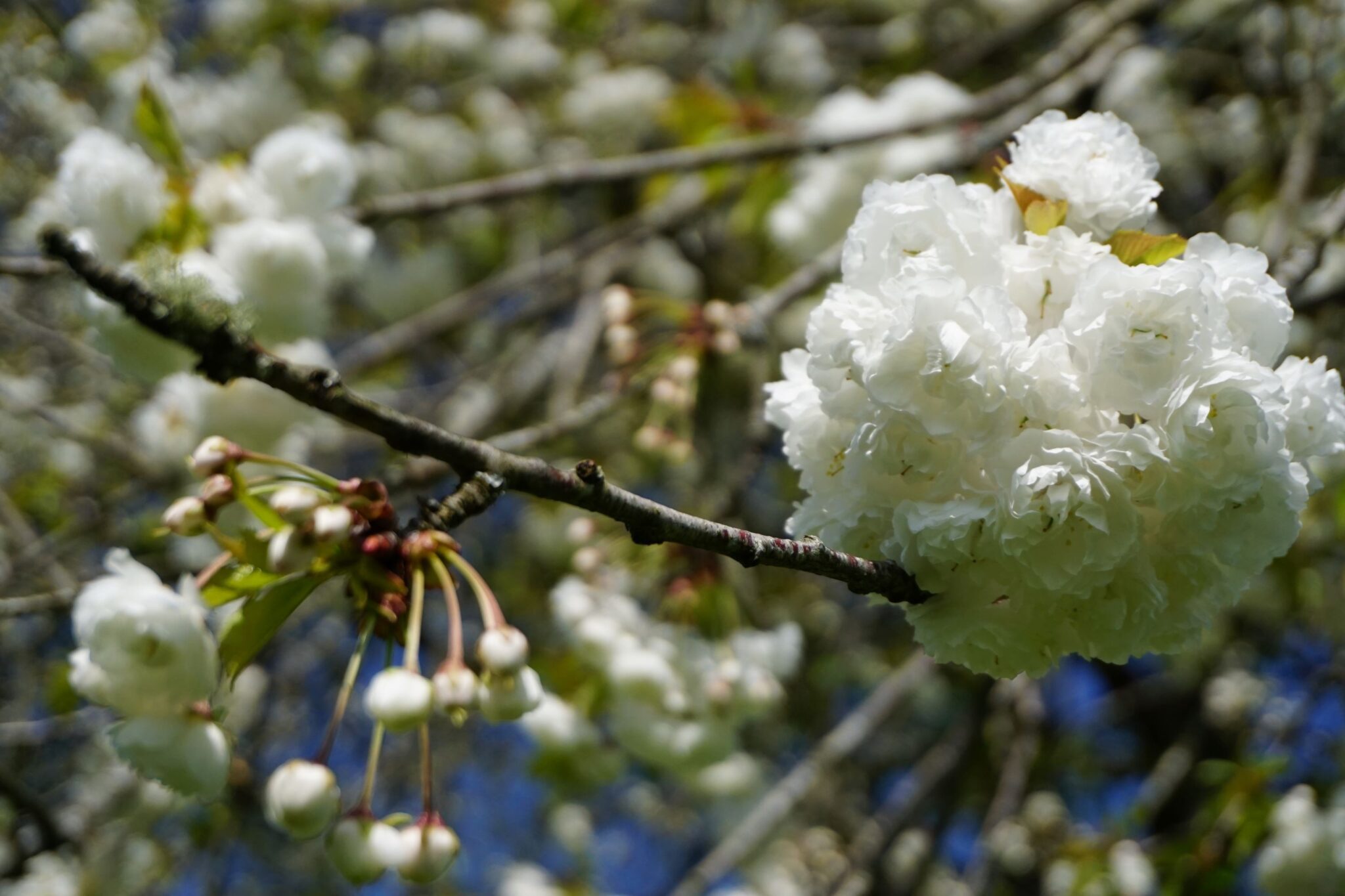 QTRA and VALID Tree Condition / Safety Surveys and Tree Risk ...