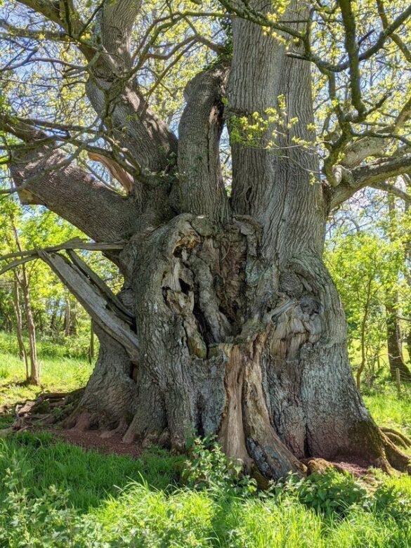 About - Devon Tree Consultant | Tree Inspections Devon